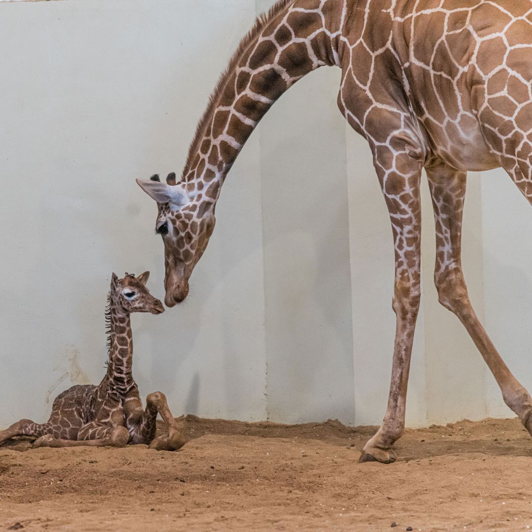 Betty White (the Giraffe) Gives Birth to anAdorable Six-Foot-Tall Girl ...
