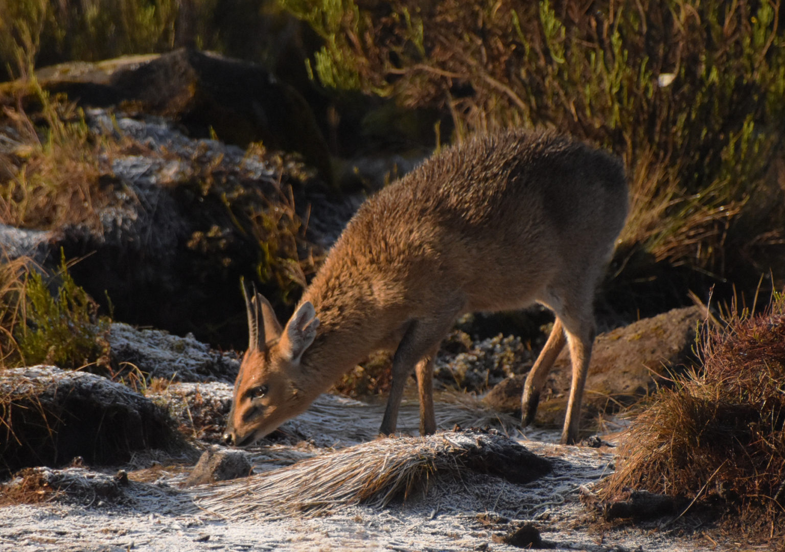 Climbing Kili - Longneck Manor